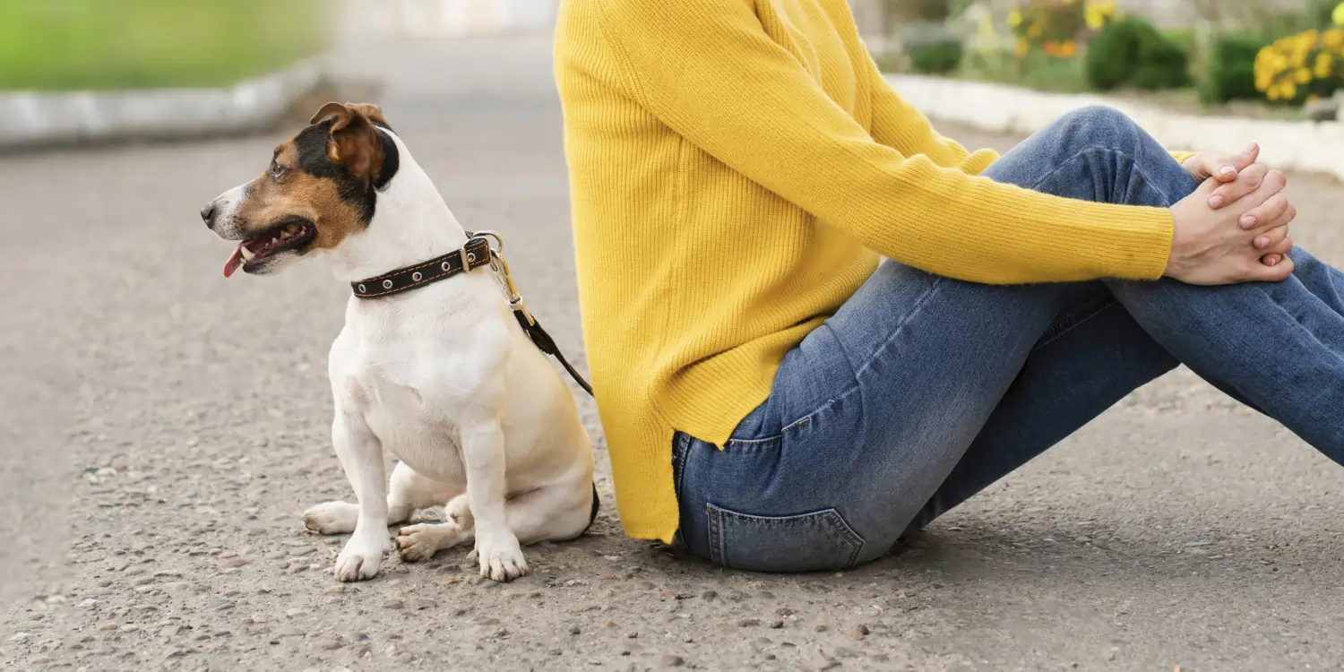 Dogs - Pet Paws & Feathers