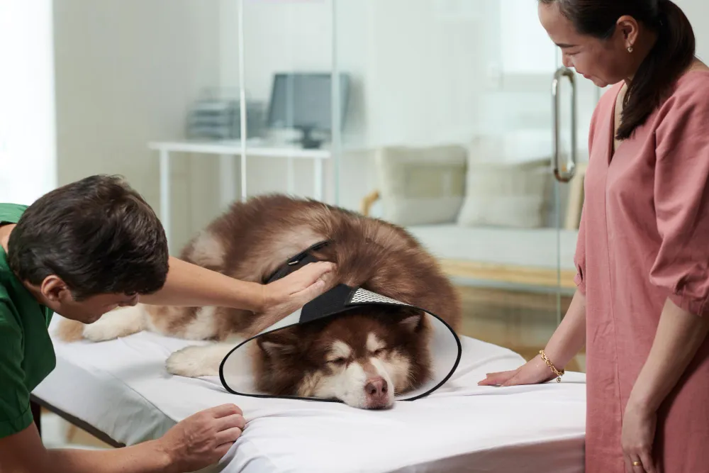 What Are the Common Health Problems in Dog You Need to Be Aware - Pet ...