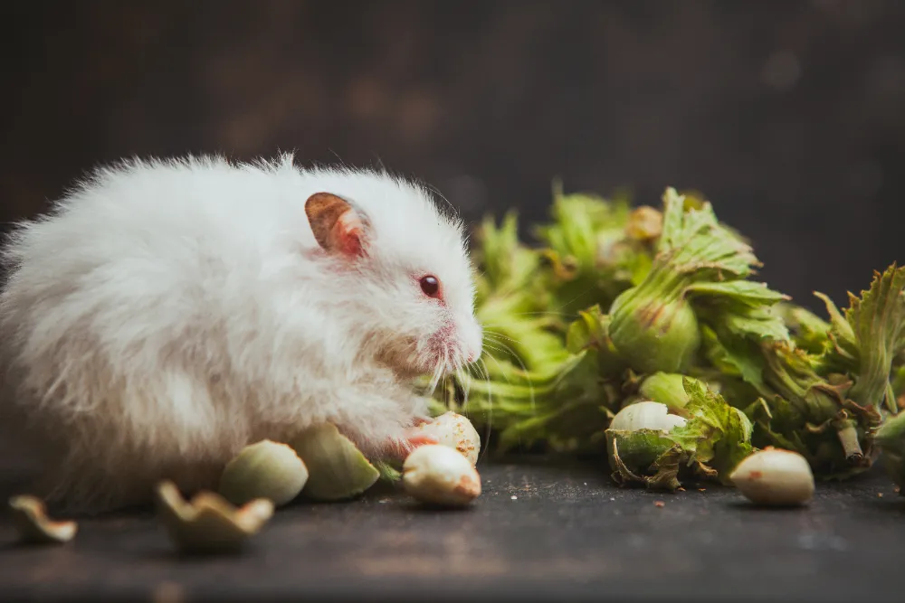 What to Feed Your Hamster? Complete Hamster Food List - Pet Paws & Feathers