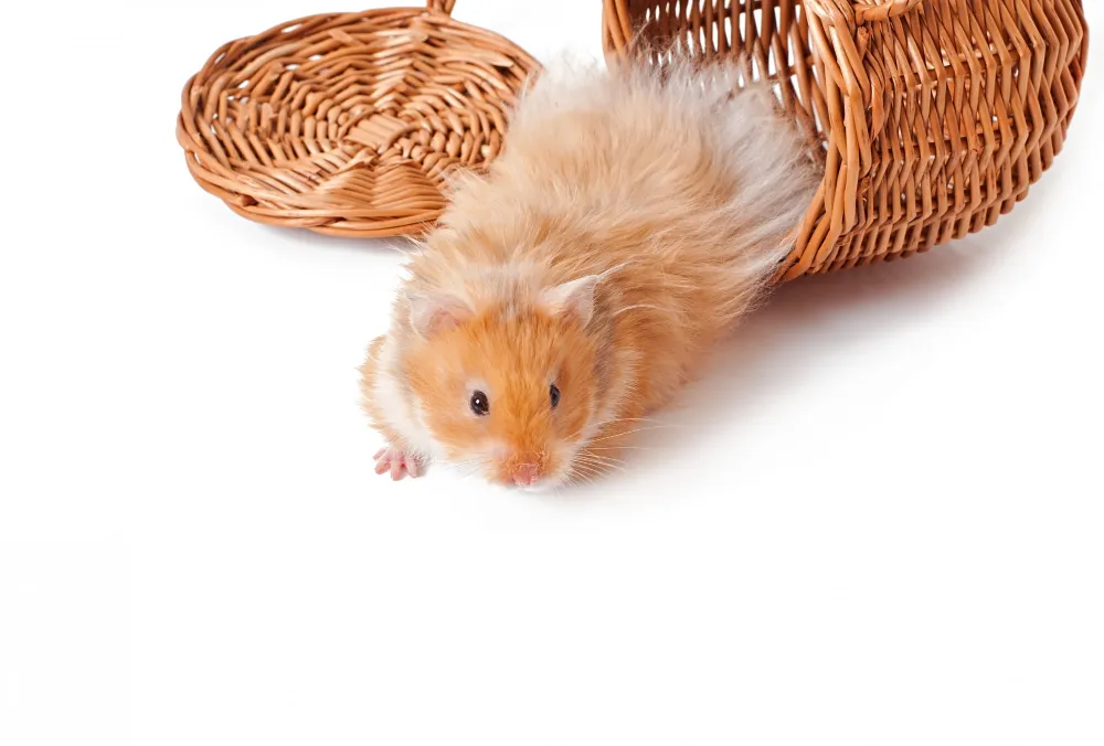 20 Amazing Facts About Hamsters You Didn't Know - Pet Paws & Feathers