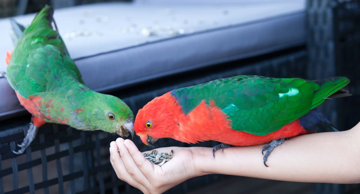 Australian King Parrot - Pet Paws & Feathers