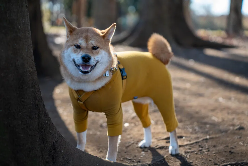 Different types of Shiba Inu Dog Breed - Pet Paws & Feathers