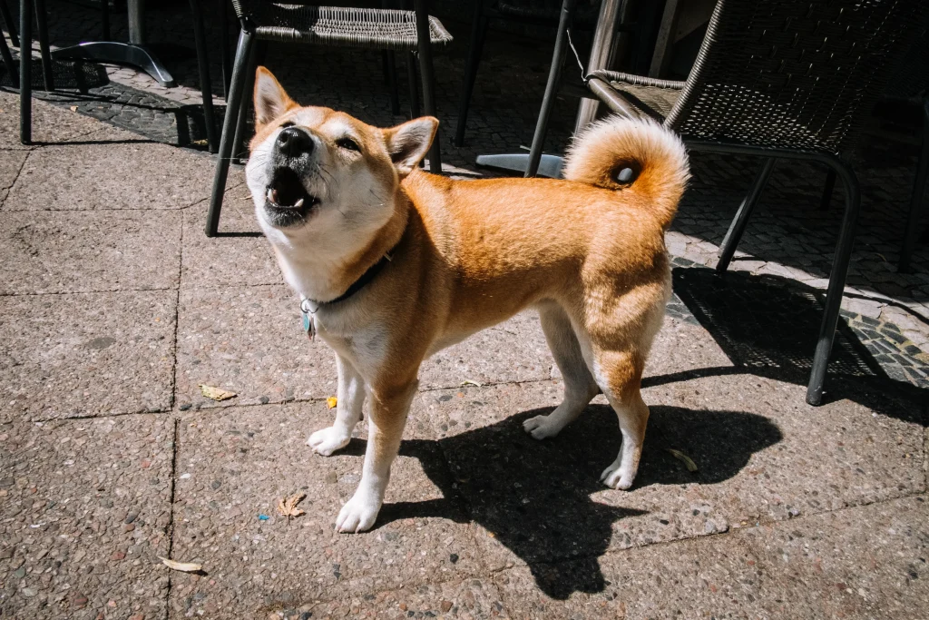 Are Shiba Inu Aggressive Towards Humans? Signs to Watch For & How to ...