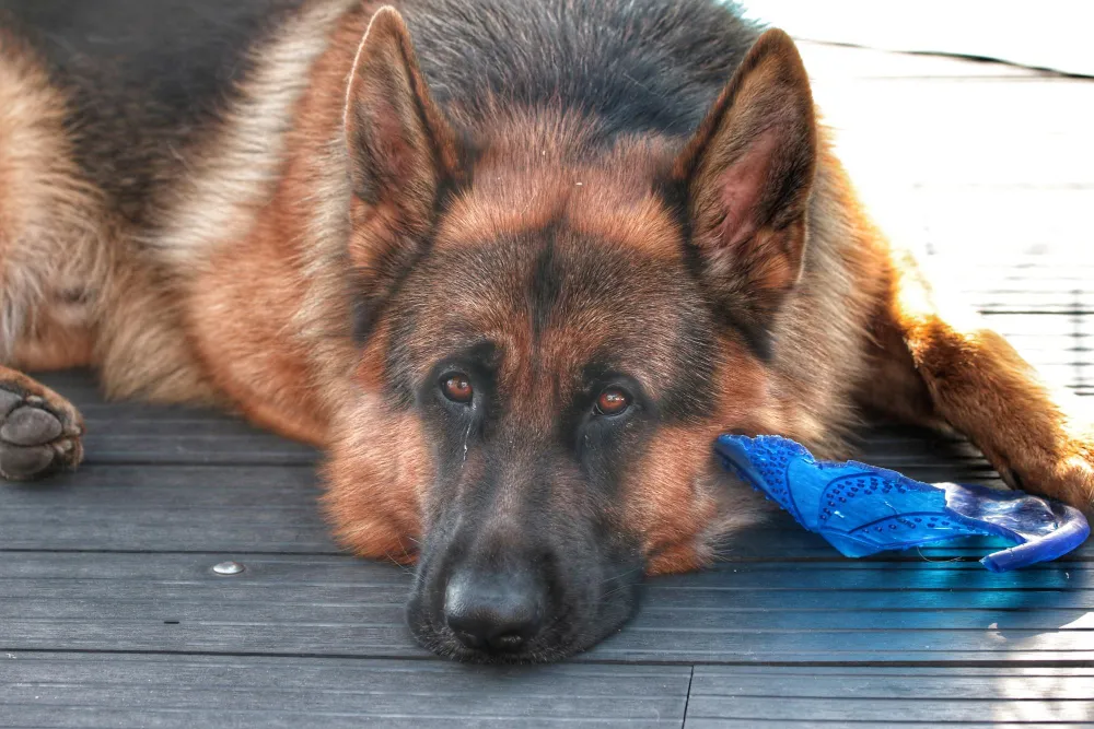 German Shepherd Stomach Flip: Causes, Symptoms, and Life-Saving Actions ...